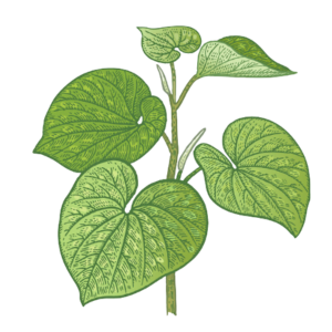 What Is Kava Kava? Health Benefits, Uses & Side Effects - Kava Guides